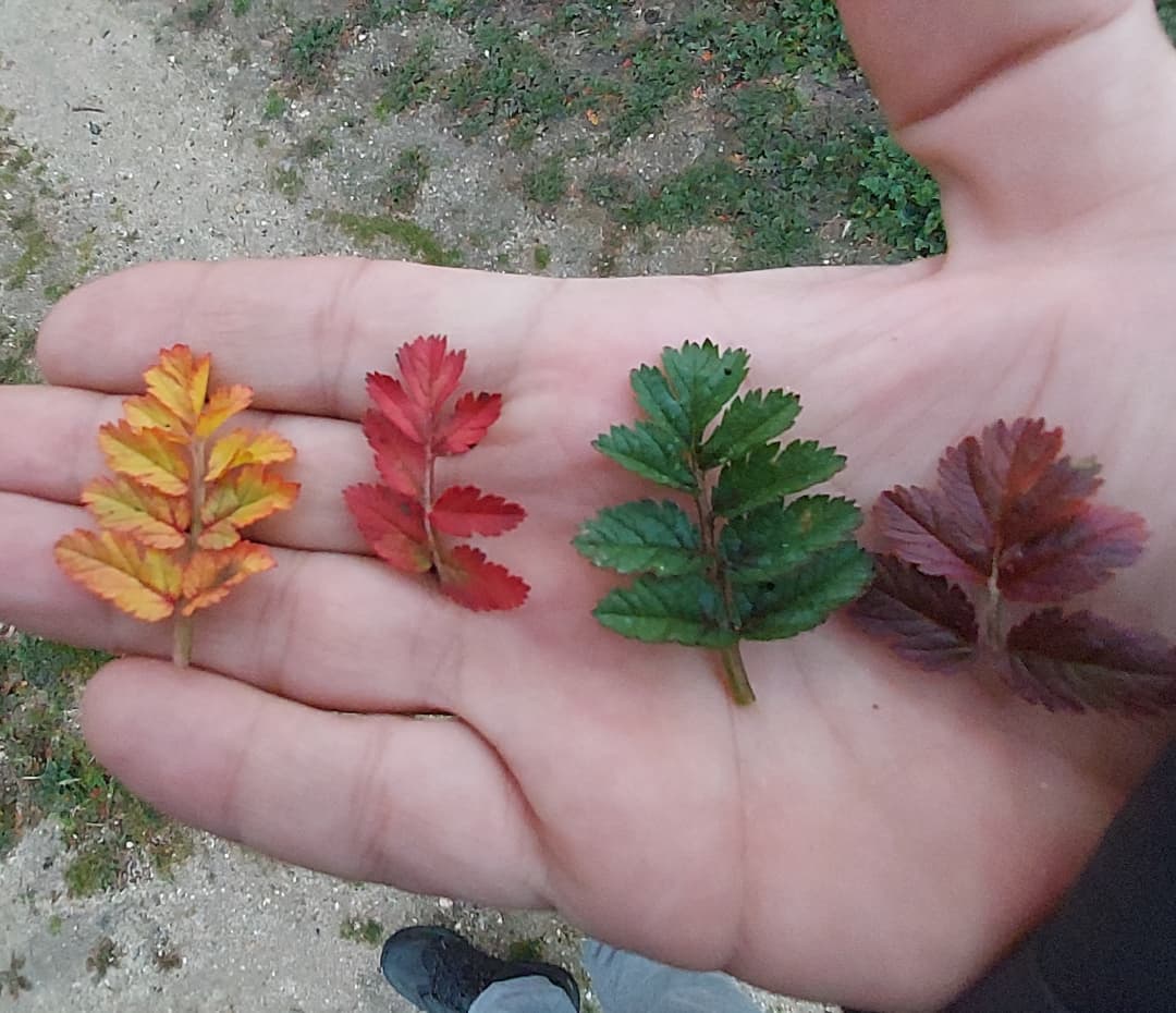 La simetría de las flores