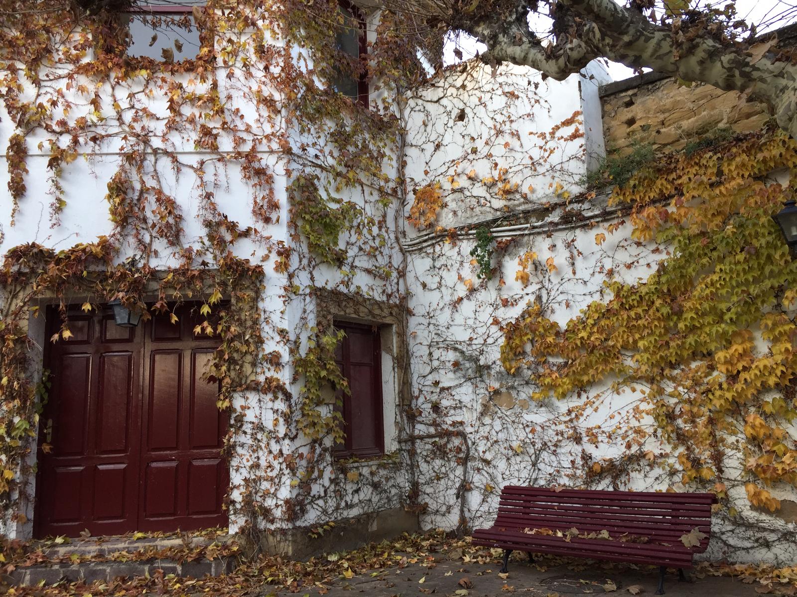 Parra de virginia, parra virgen - Visitarb Madrid es una iniciativa ...