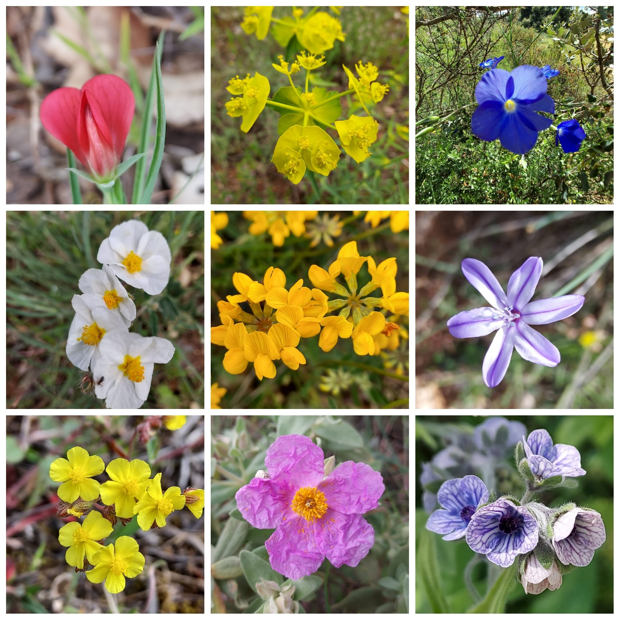 La simetría de las flores